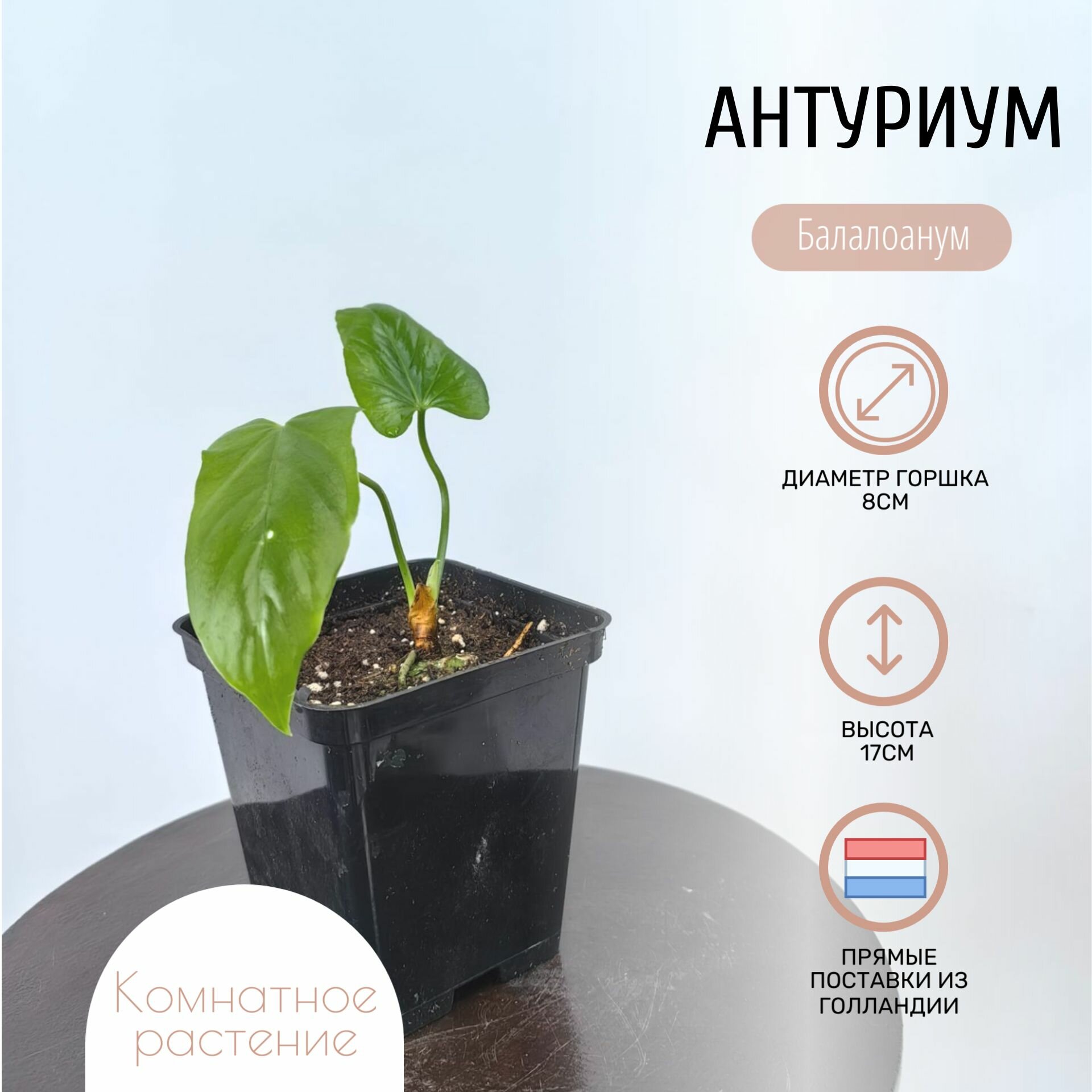 Комнатное растение "Антуриум Балалоанум", многолетнее, круглогодичное цветение, высота 17 см