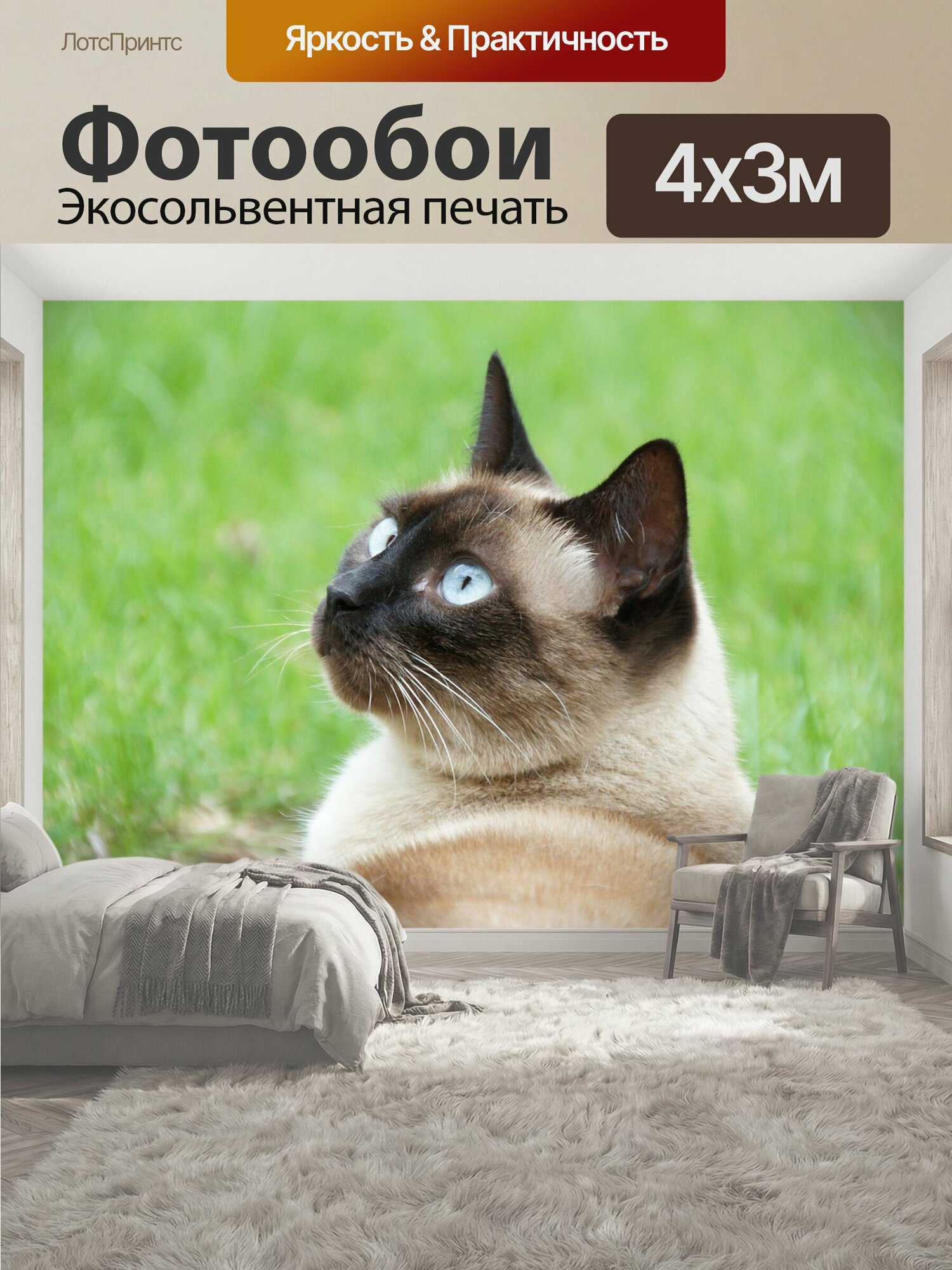 Фотообои "Кот, животное, сиамский тайский круглая голова" 400x300 см. экосольвентная печать