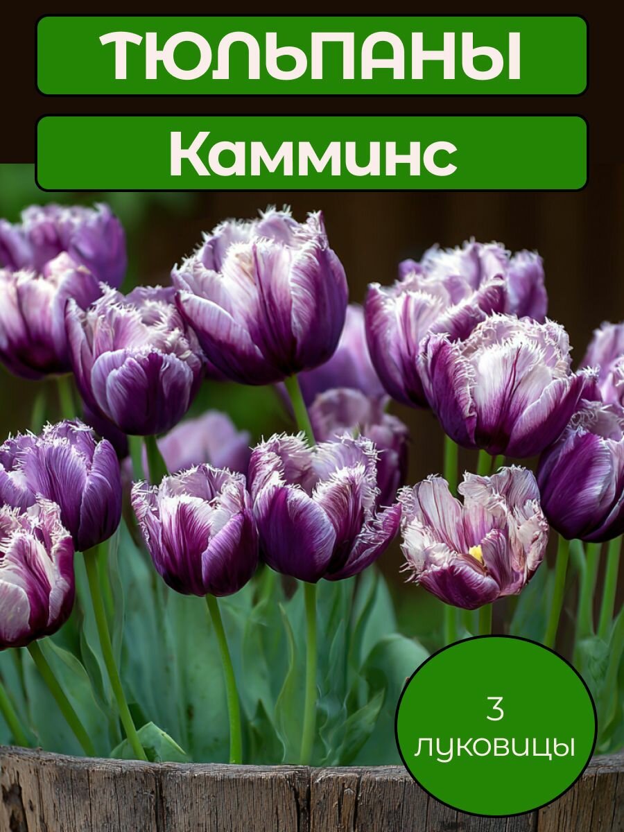 Луковицы тюльпана Камминс 3 шт