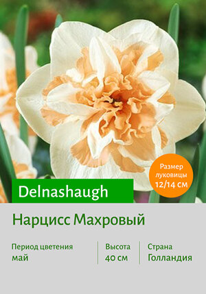 Нарцисс Делнаслаф (Delnashaugh), махровый. Луковицы, 10 шт. Сотка.