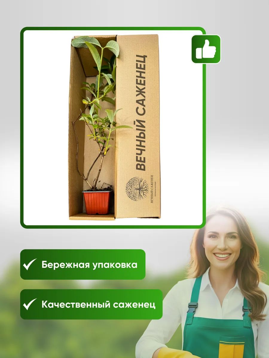 Буддлея Давида Флауэр Пауэр, саженец для сада и дачи, декоративное растение для посадки — фото 1