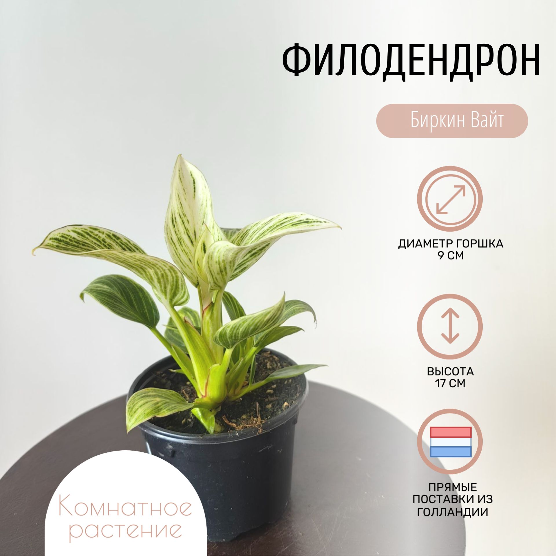 Комнатное растение Филодендрон Биркин Вайт