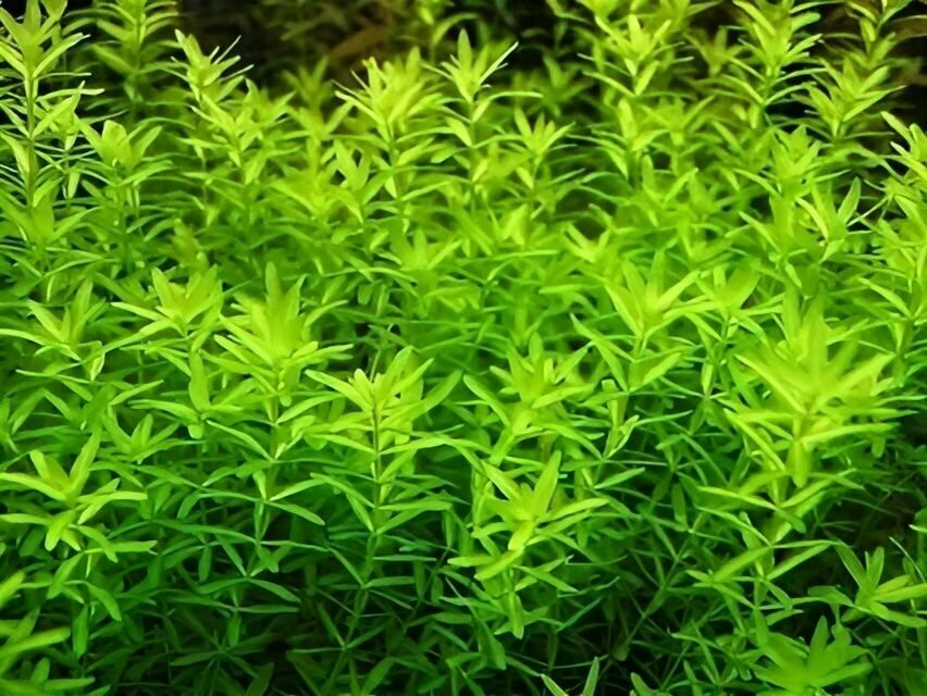 Хемиантус Микрантемоидес. Простое Живое аквариумное растение