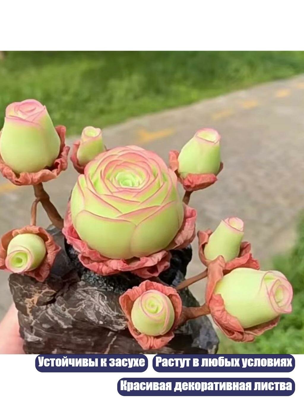 Горная роза — суккулентный саженец, 500 крепление с красной каймой