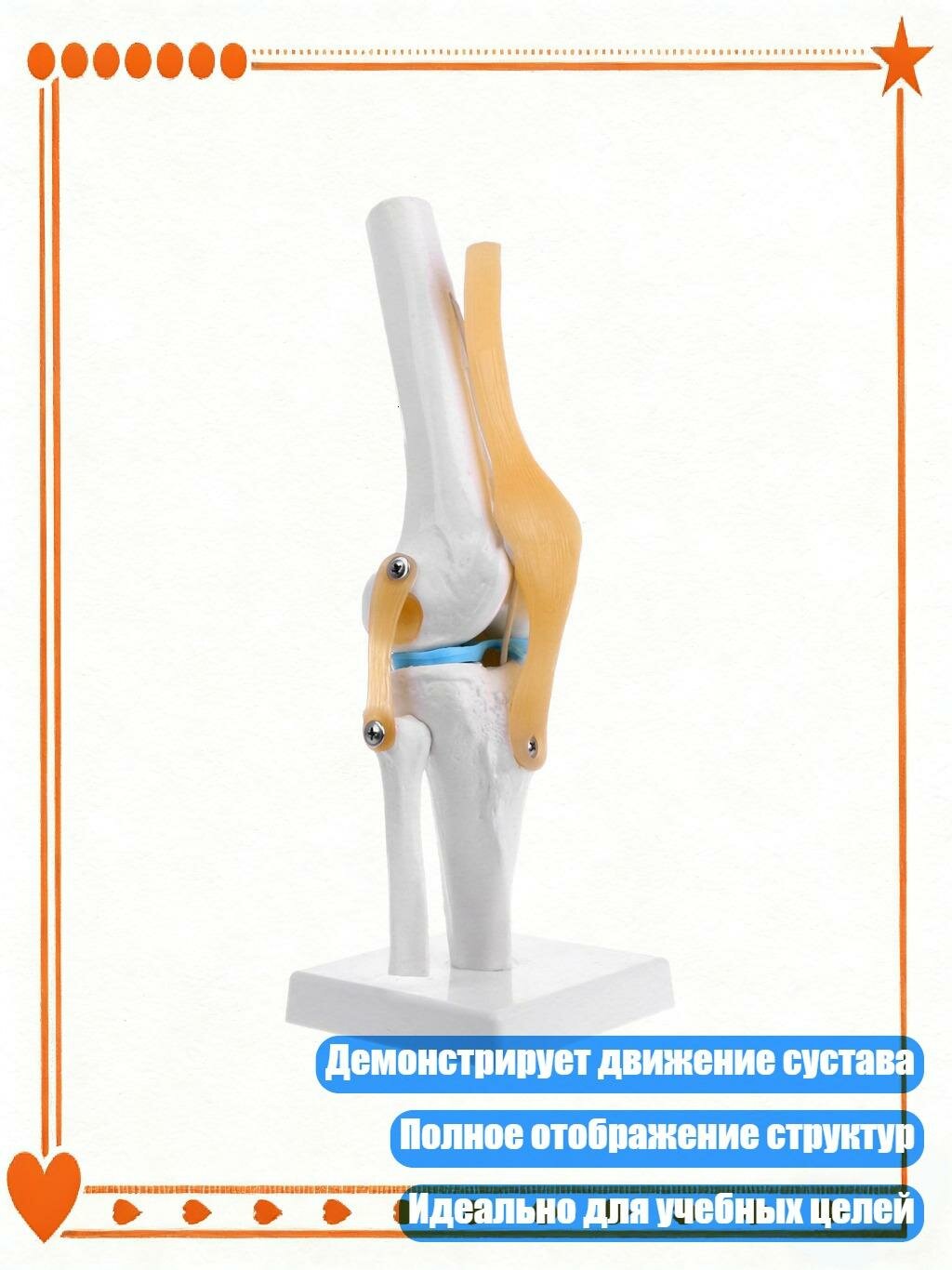 Гибкая анатомическая модель коленного сустава, Белый