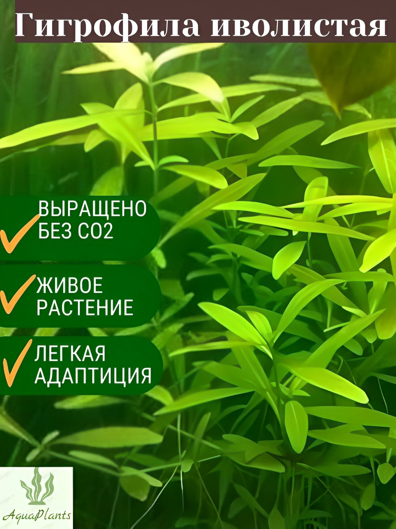 Гигрофила Иволистая. Живое аквариумное растение