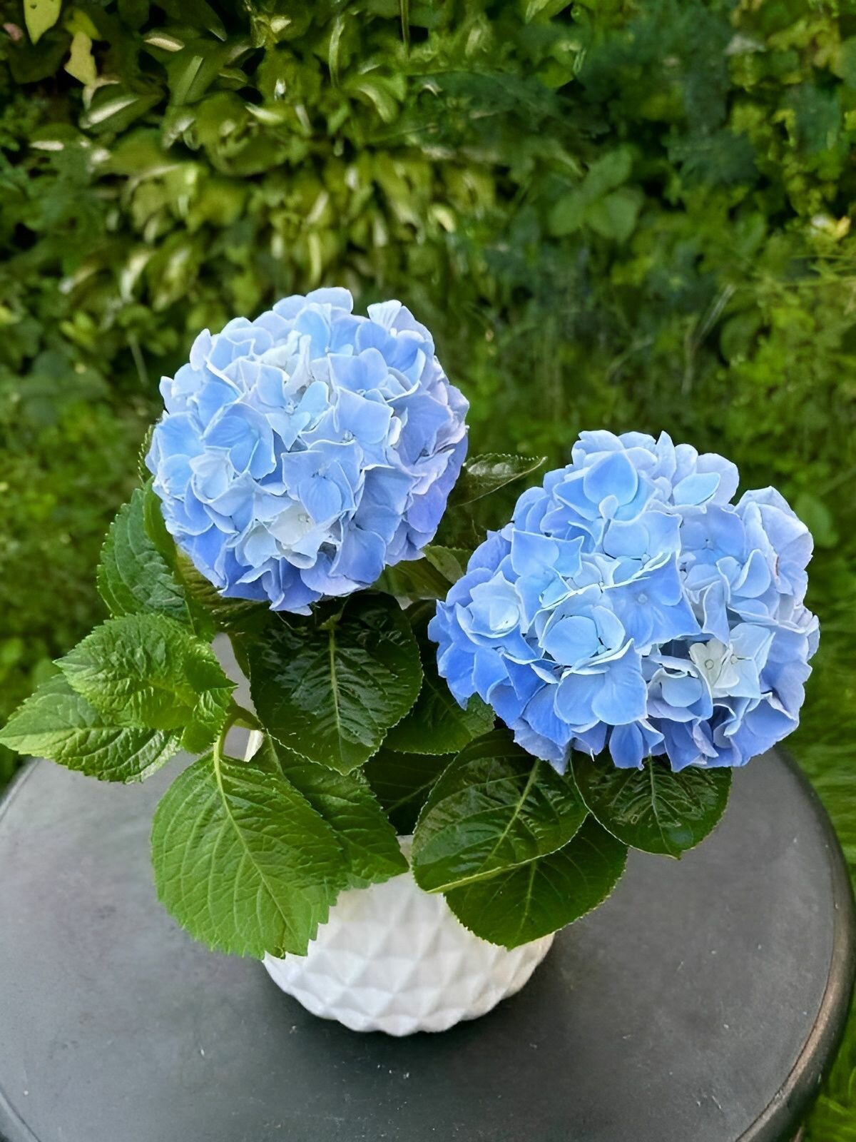 Гортензия комнатная цветущая Эрли Блю 35х15