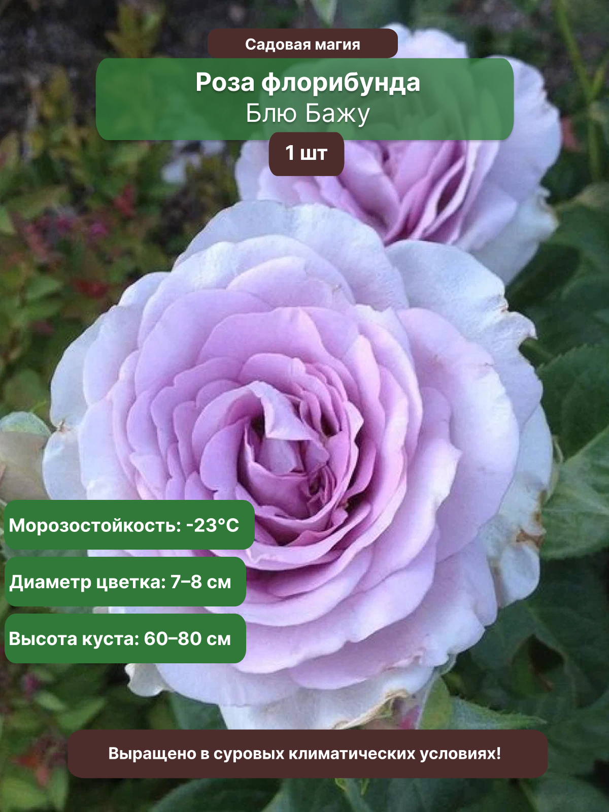 Роза флорибунда "Блю Бажу", 1 саженец, многолетняя, фиолетовая