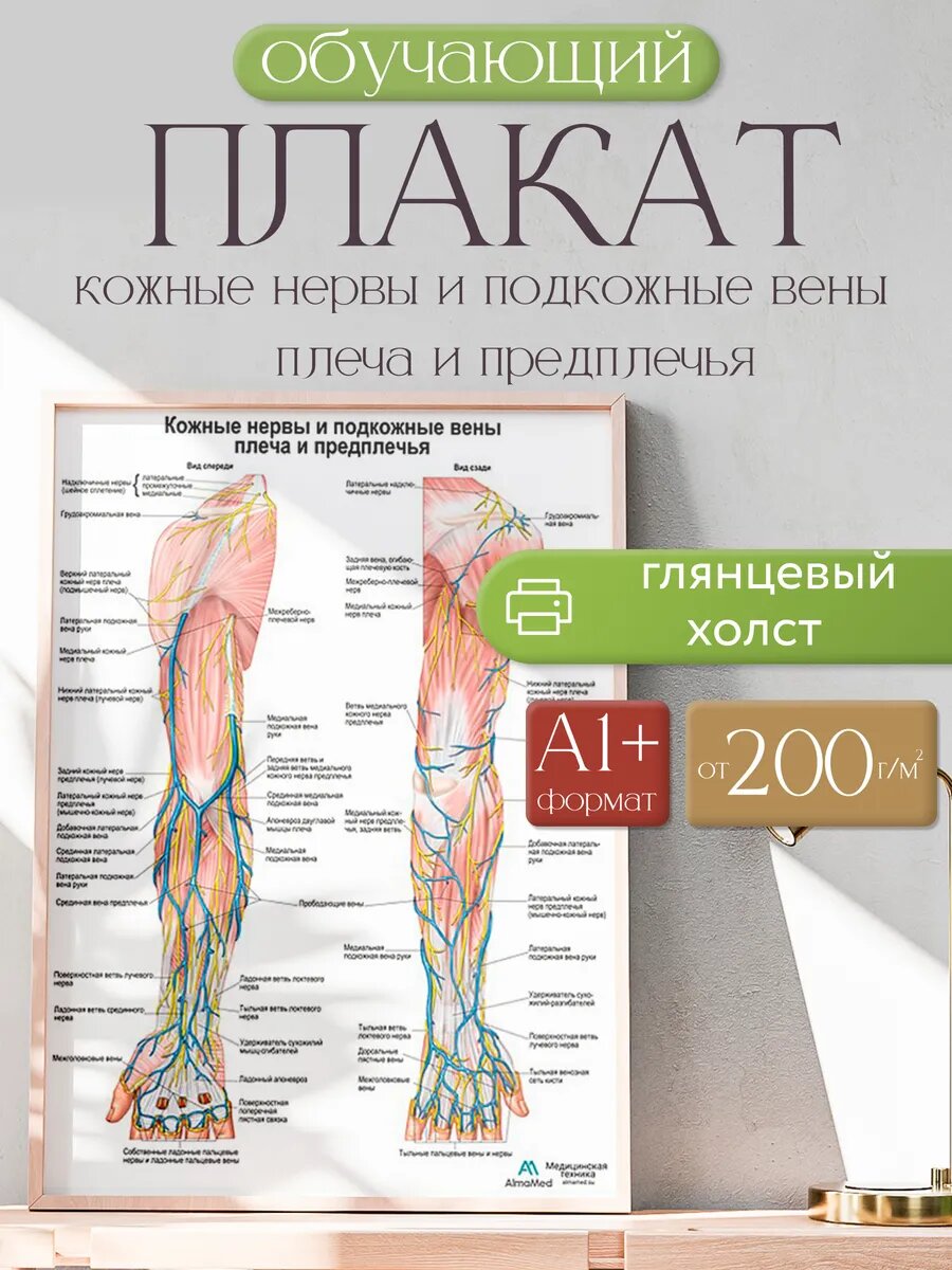Кожные нервы и подкожные вены плеча и предплечья, плакат А1+, глянцевый холст от 200г/м2