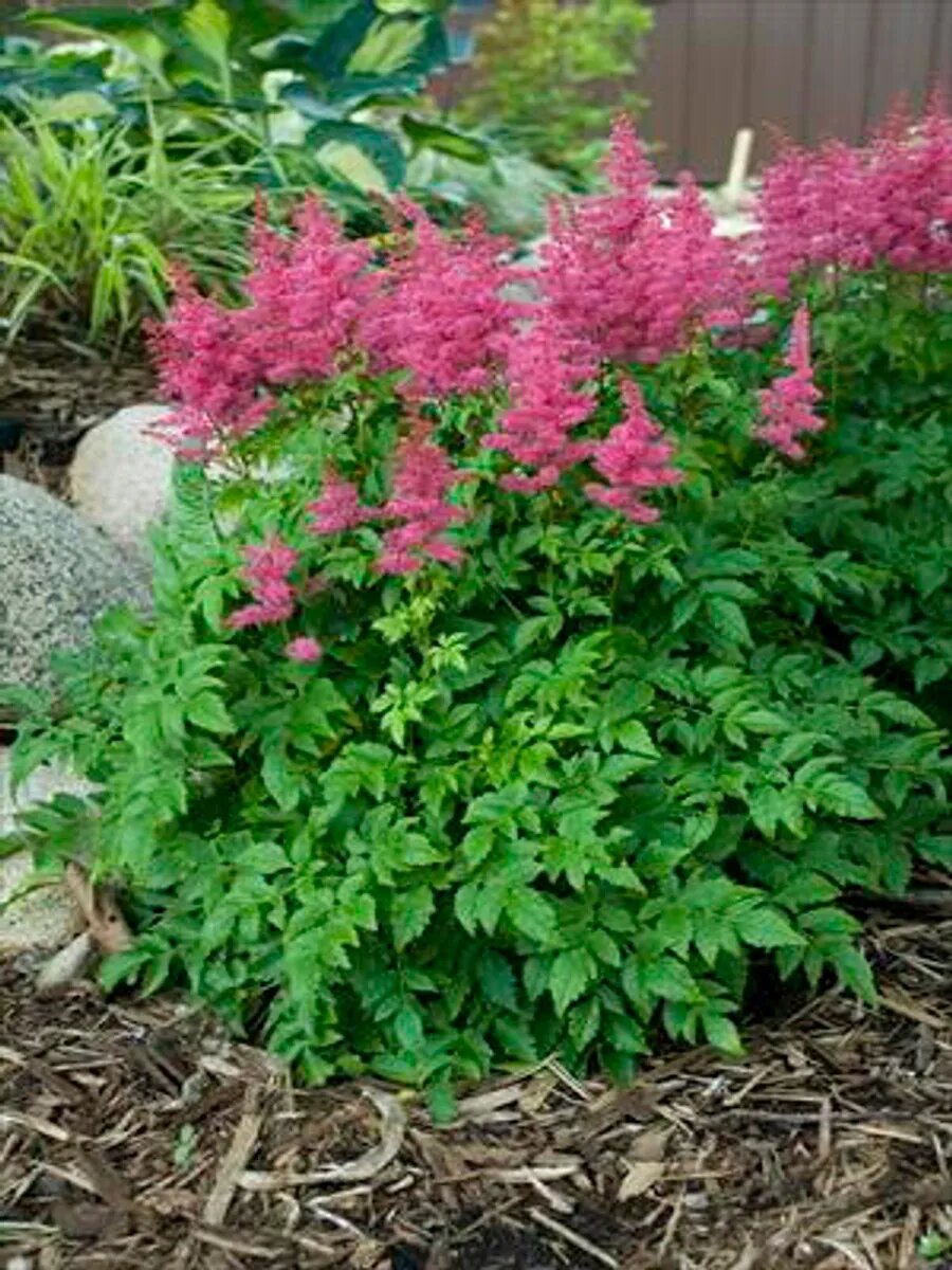 Астильба гибридная Younique Carmine