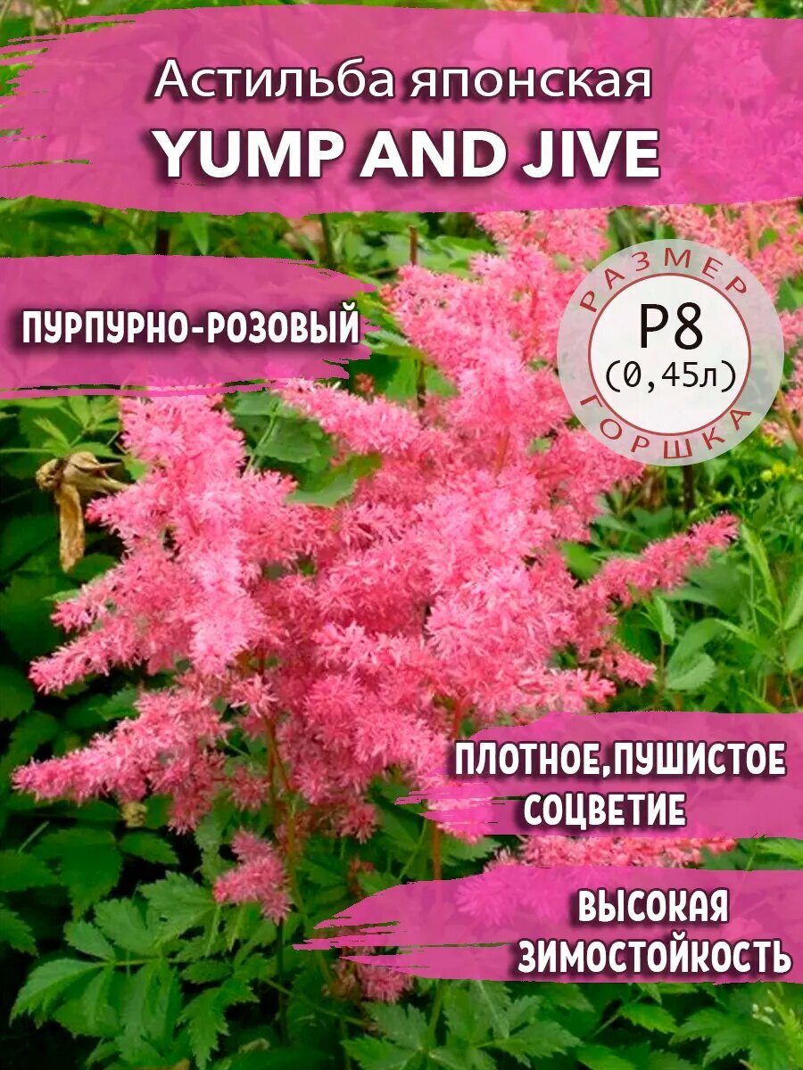 Астильба японская Jump and Jive
