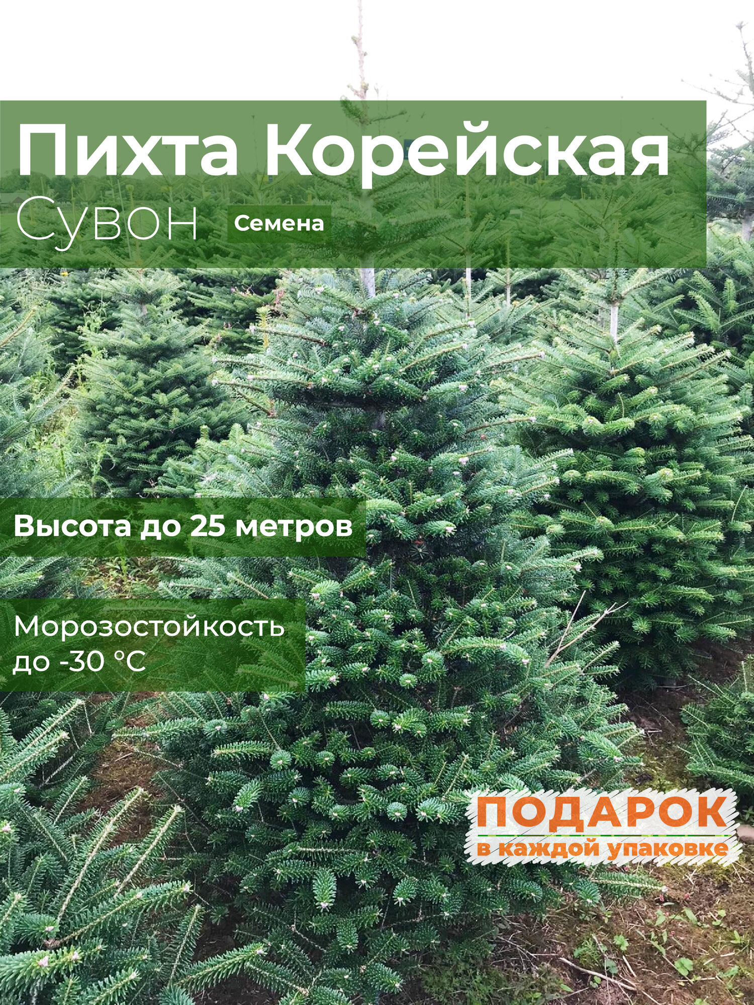 Пихта Корейская Сувон, Семена, 20 шт, семена хвойных деревьев