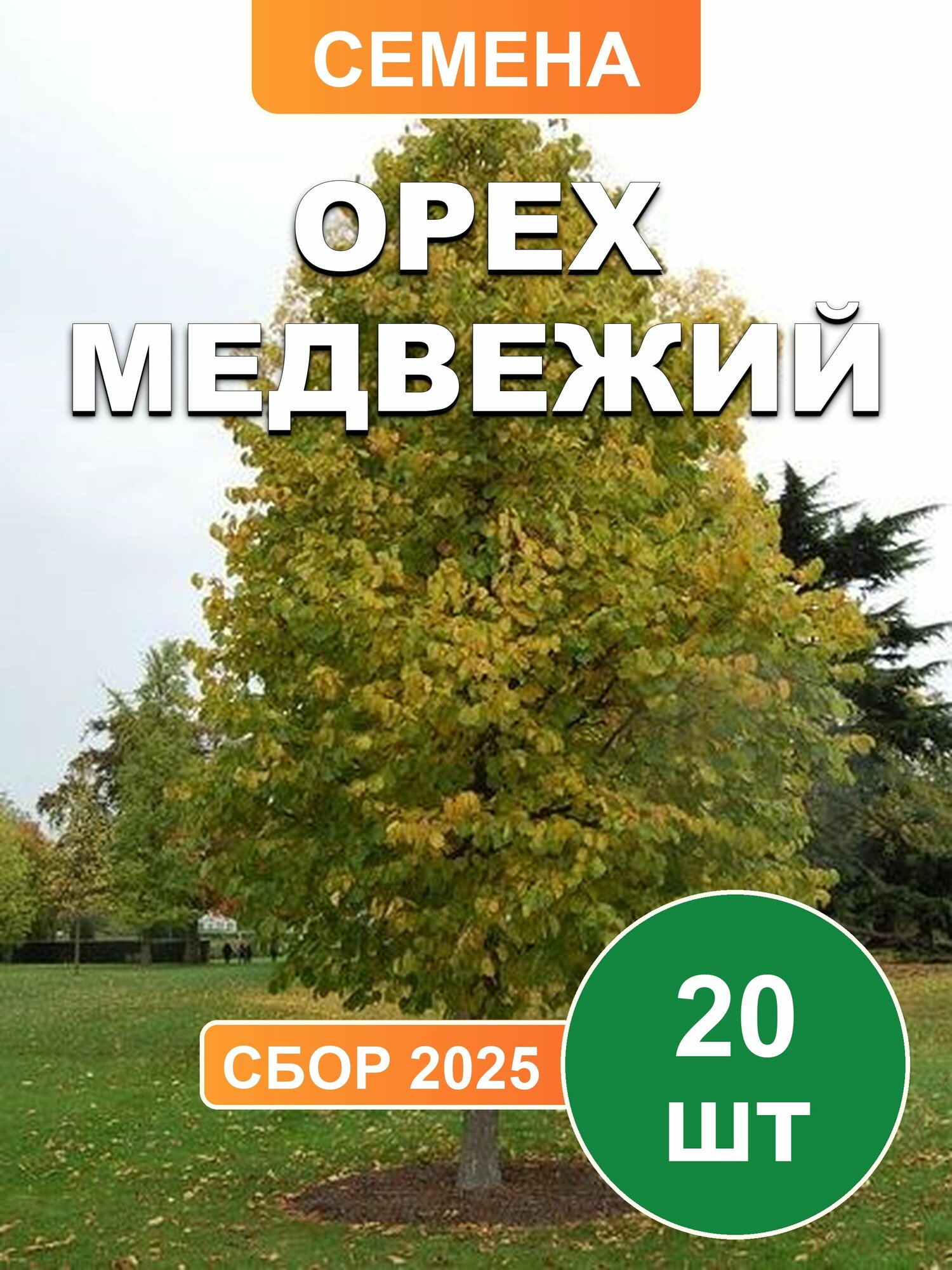 Орех медвежий, семена, 20шт