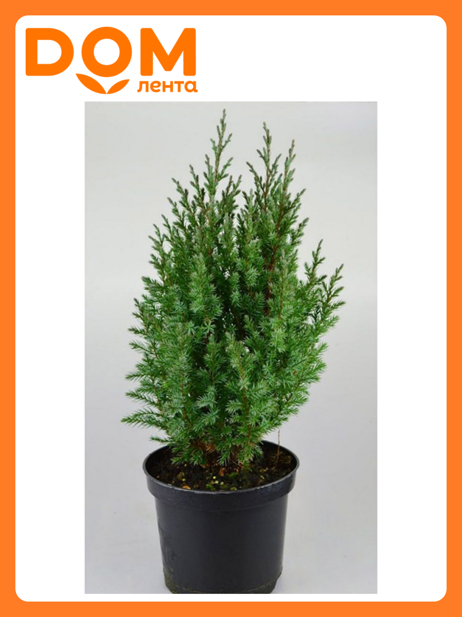 Саженец можжевельника "Стрикта", С1, h15, многолетнее, хвойное, декоративное растение