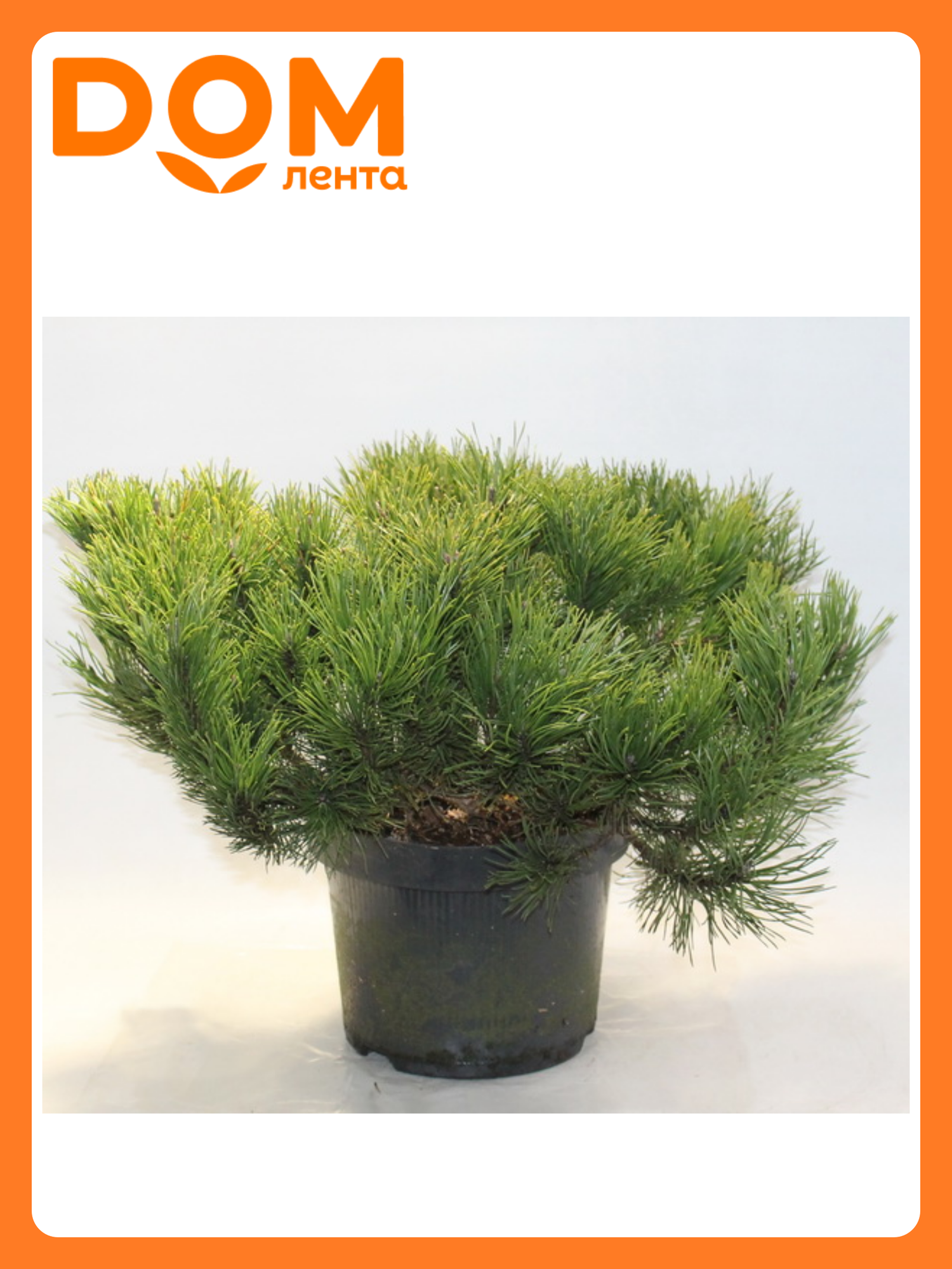 Сосна горная Мугус 881451, морозостойкая, высота 50см, диаметр кроны 100см