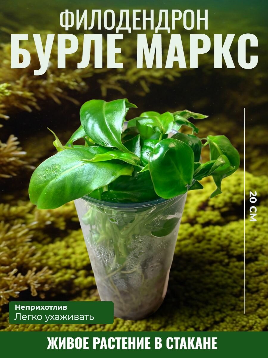 Филодендро Бурле Маркс/Живое террариумное растение