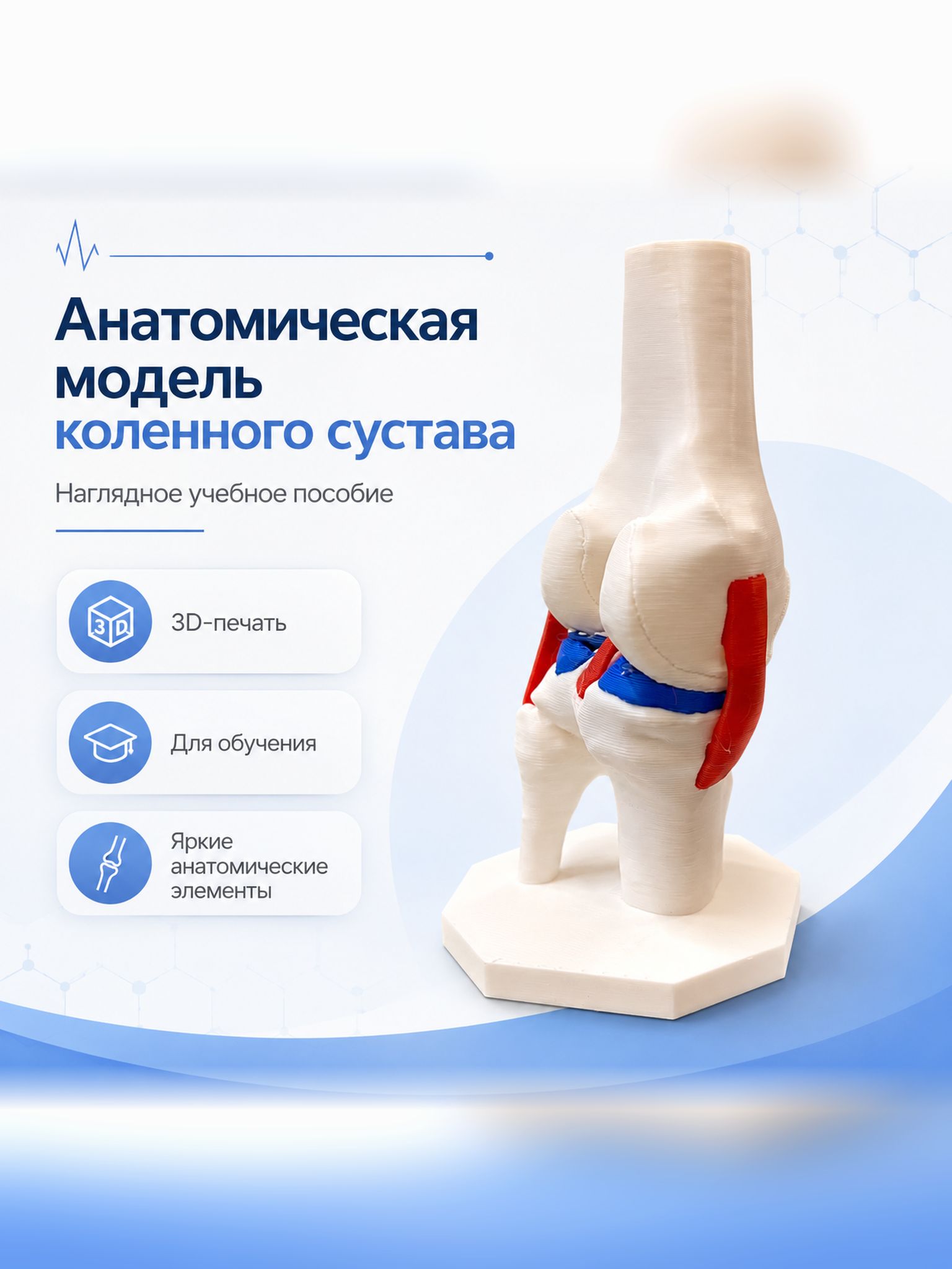 Анатомическая модель коленного сустава shoptronic, реалистичное воспроизведение, для взрослых и детей