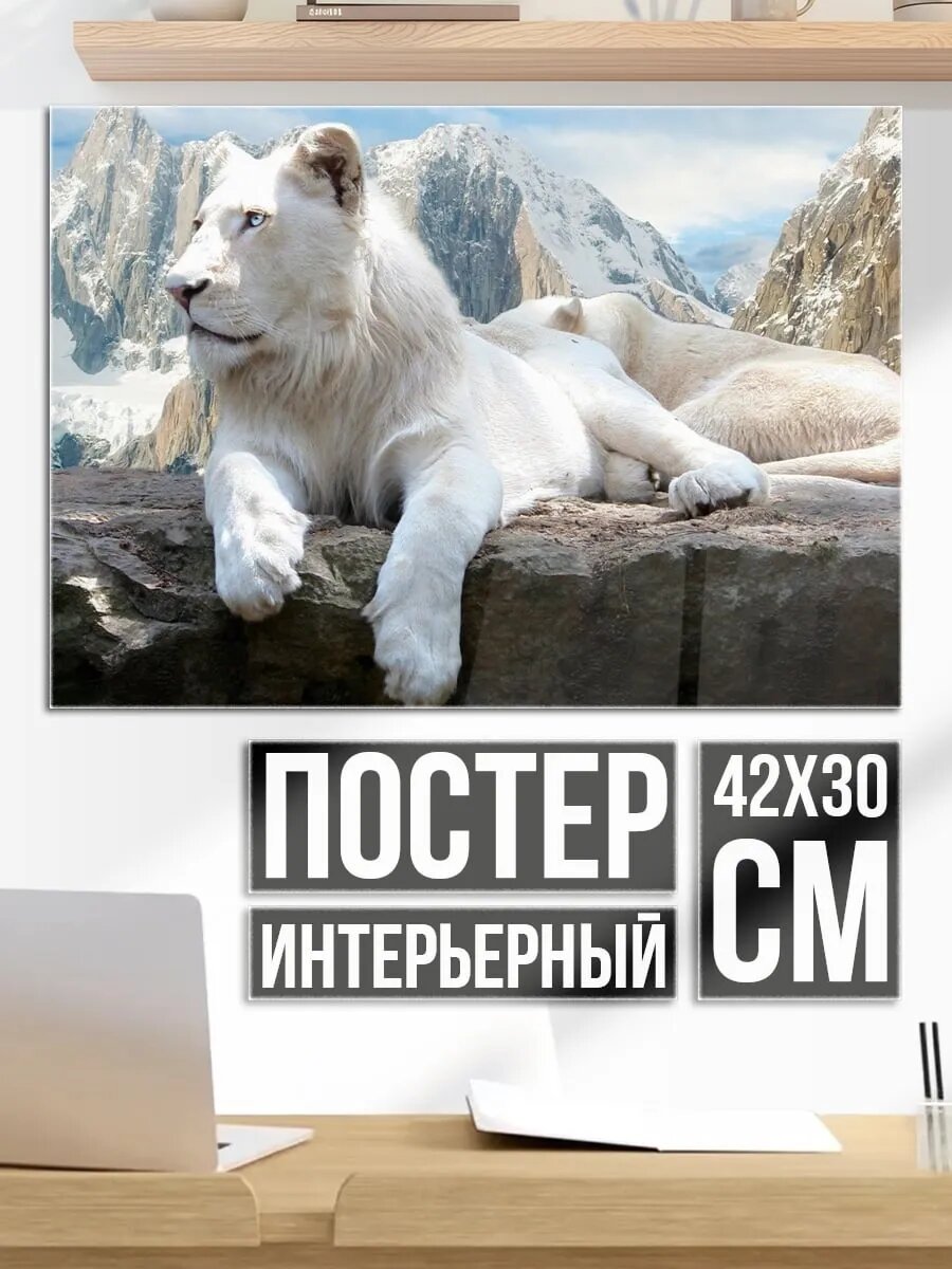 Плакат постер Белый лев