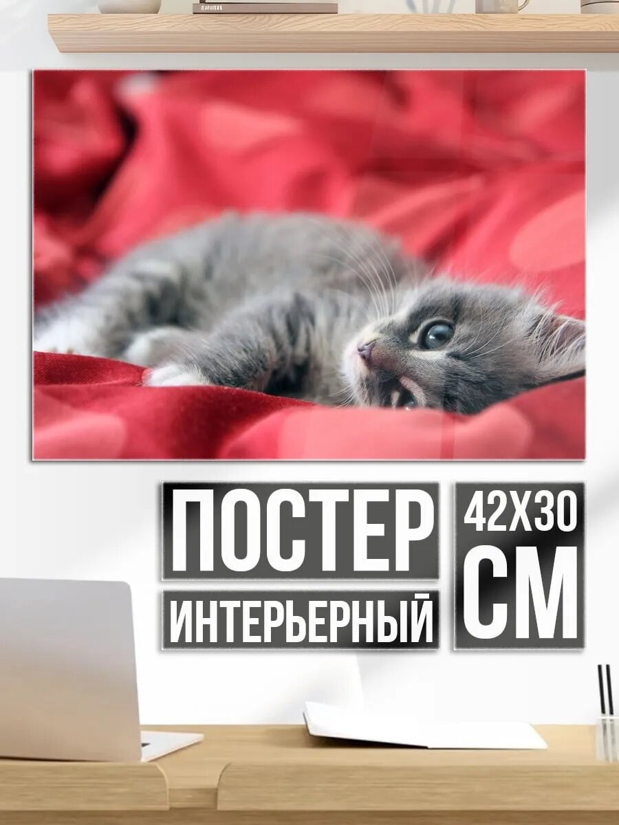 Плакат постер Серый котенок