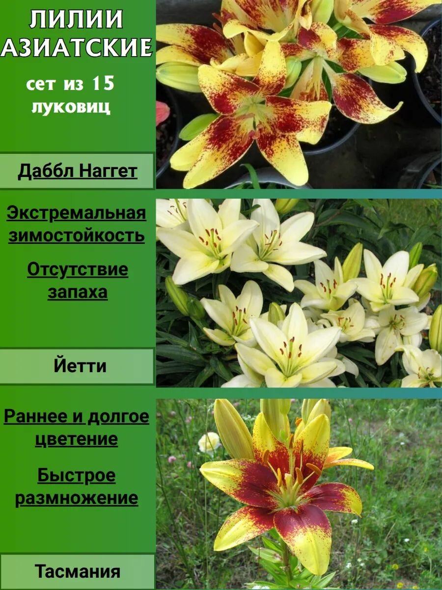 Луковицы лилий азиатских, сет из 3 сортов (по 5 шт.)