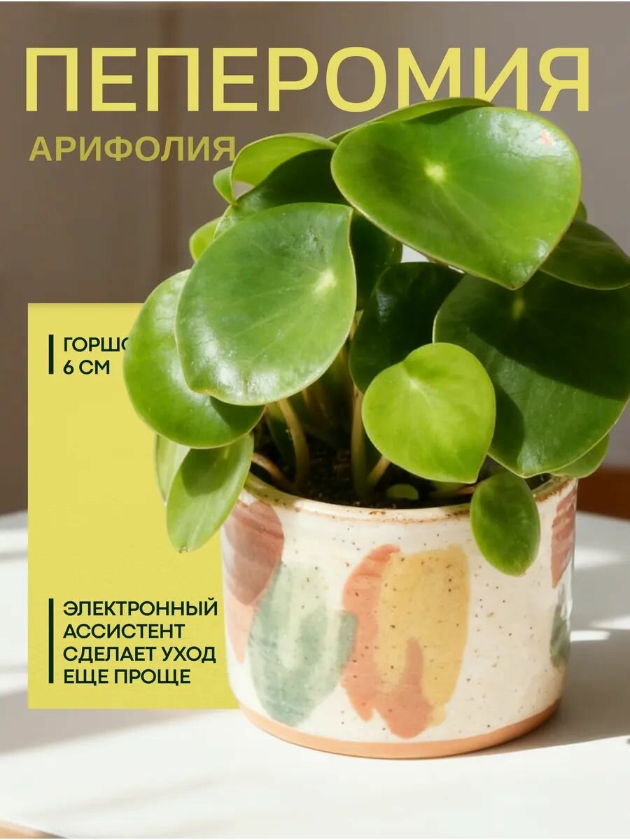 Пеперомия Арифолия Живое комнатное растение