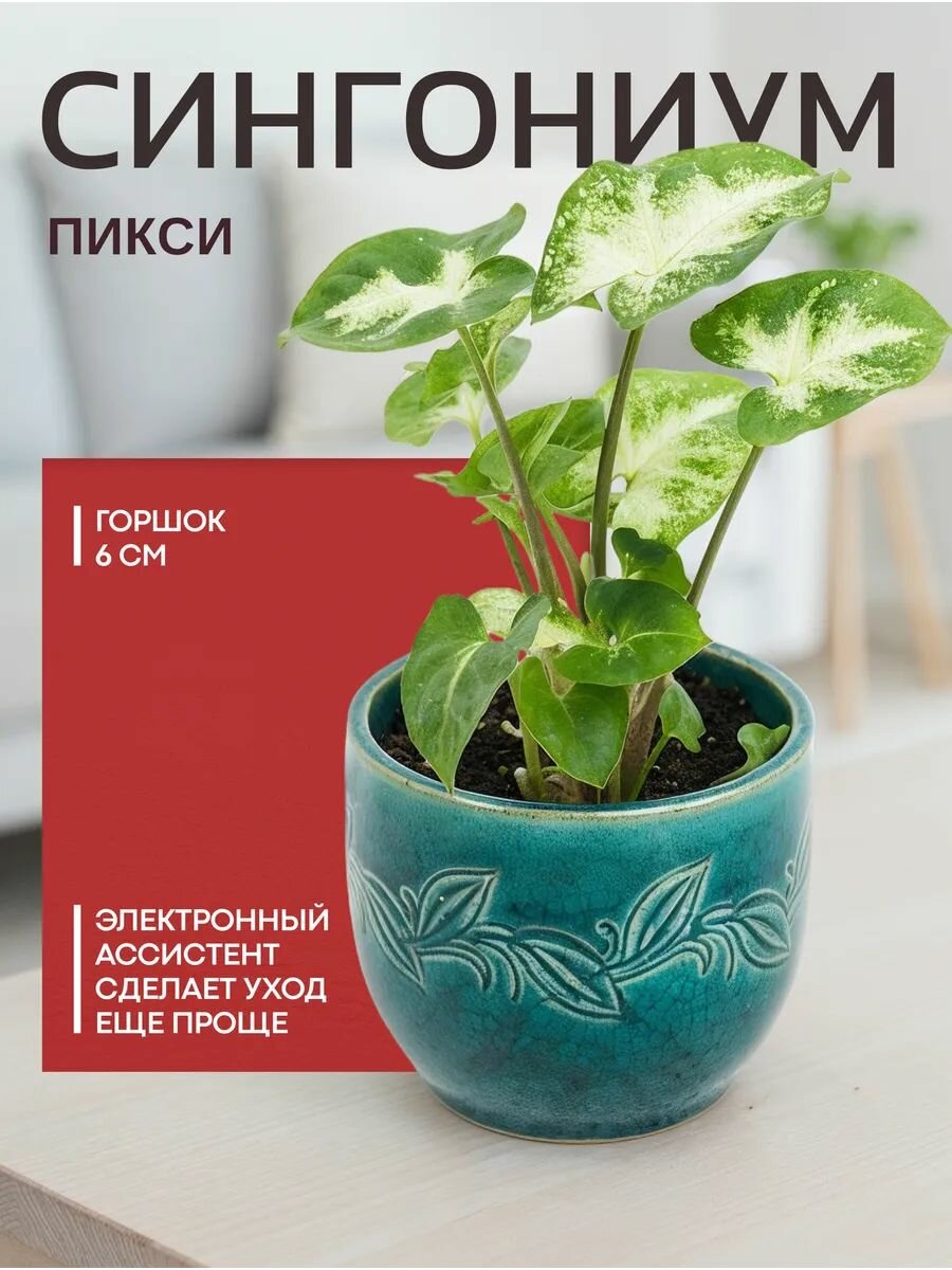 Сингониум Пикси Живое комнатное растение