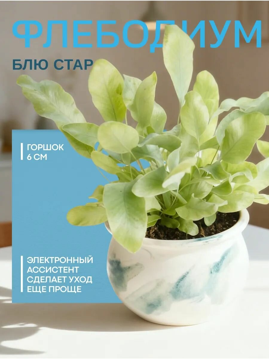 Флебодиум Блю Стар Живое комнатное растение