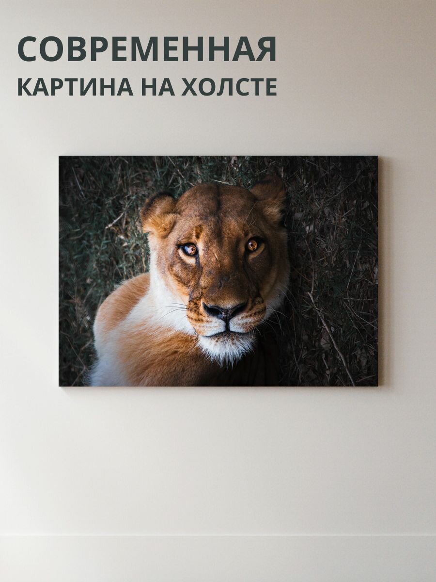 Картина на холсте Животные 70x50 см