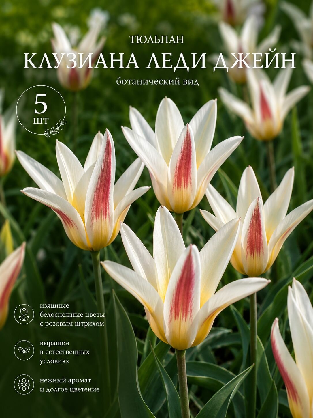 Тюльпан луковицы многолетние "Клузиана Леди Джейн" , 5 шт