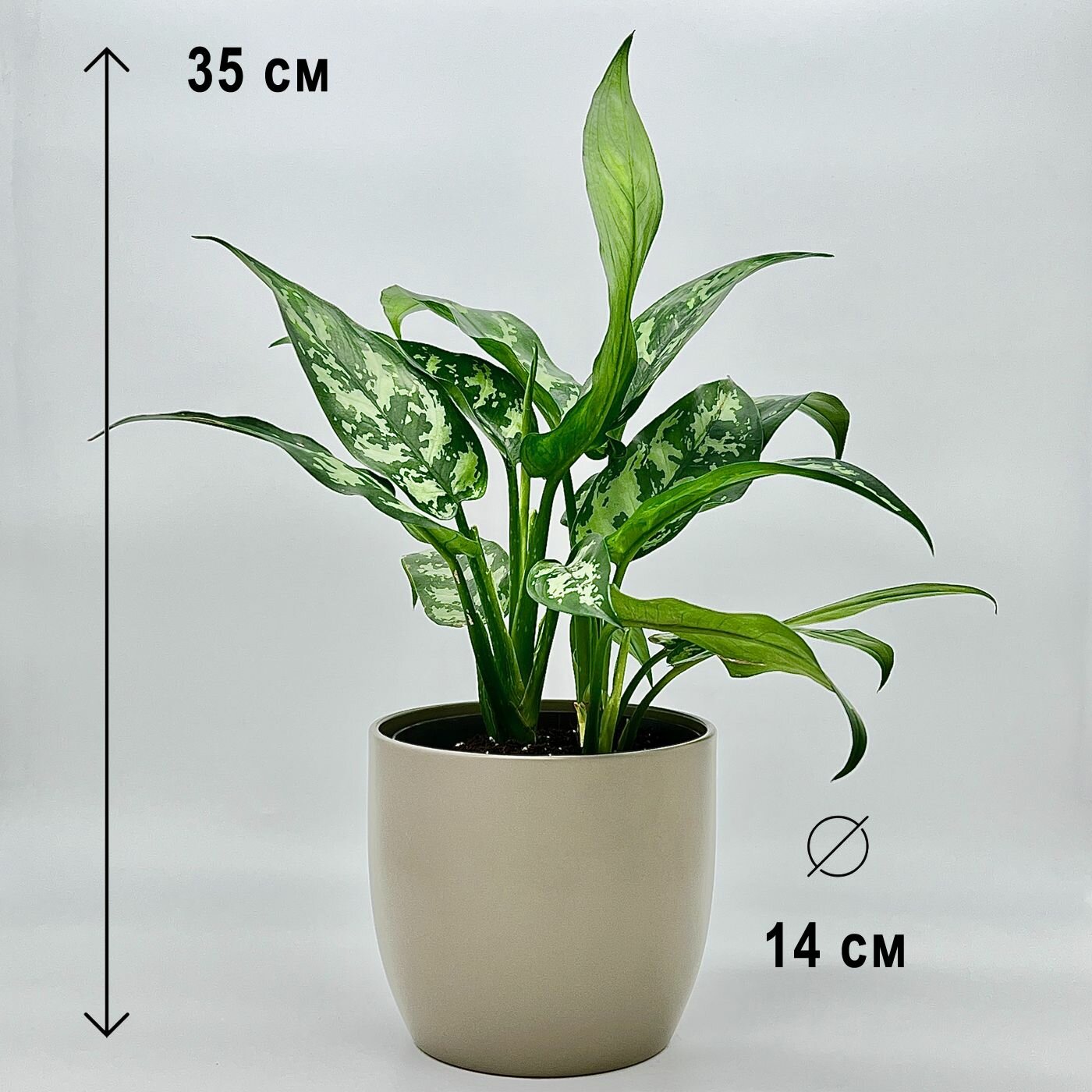 Аглаонема в пластиковом серо-коричневом кашпо, высота композиции 30-35см