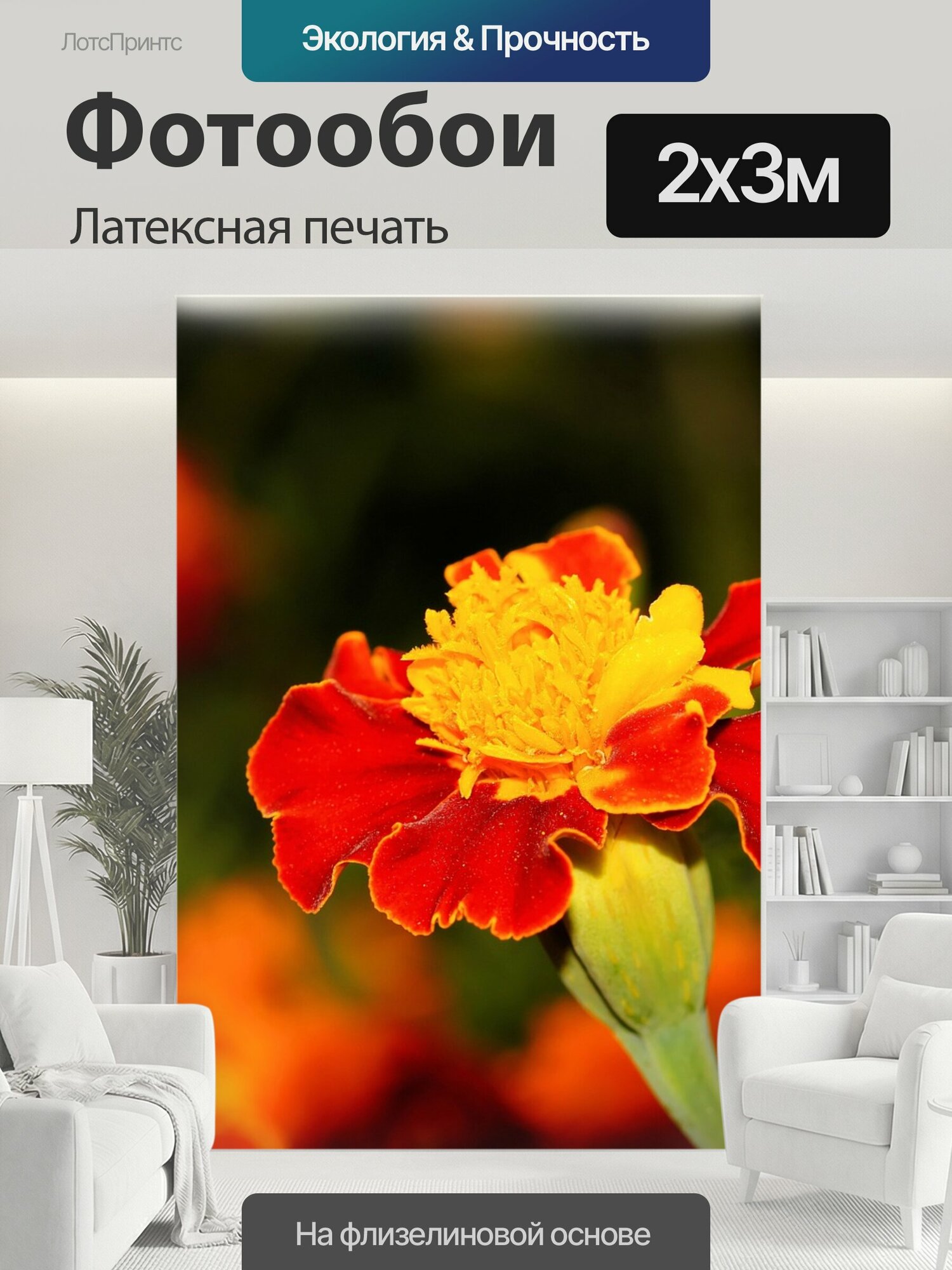 Фотообои моющиеся ударопрочные "Бархатцы, цветок, цвести" 200x300 см. латексная печать