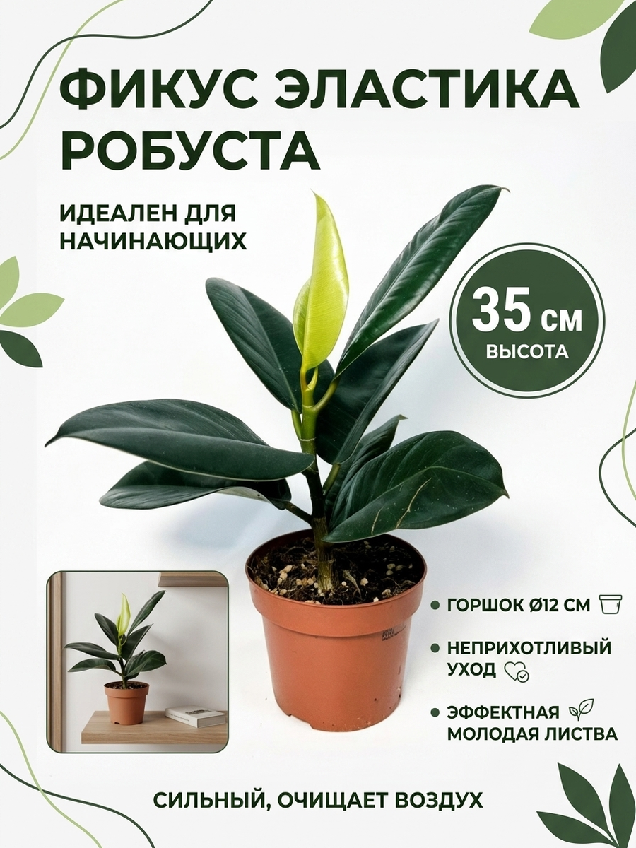 Фикус эластика Робуста живое комнатное растение в горшке диаметром 12 см, высота 35 см, каучуконосный