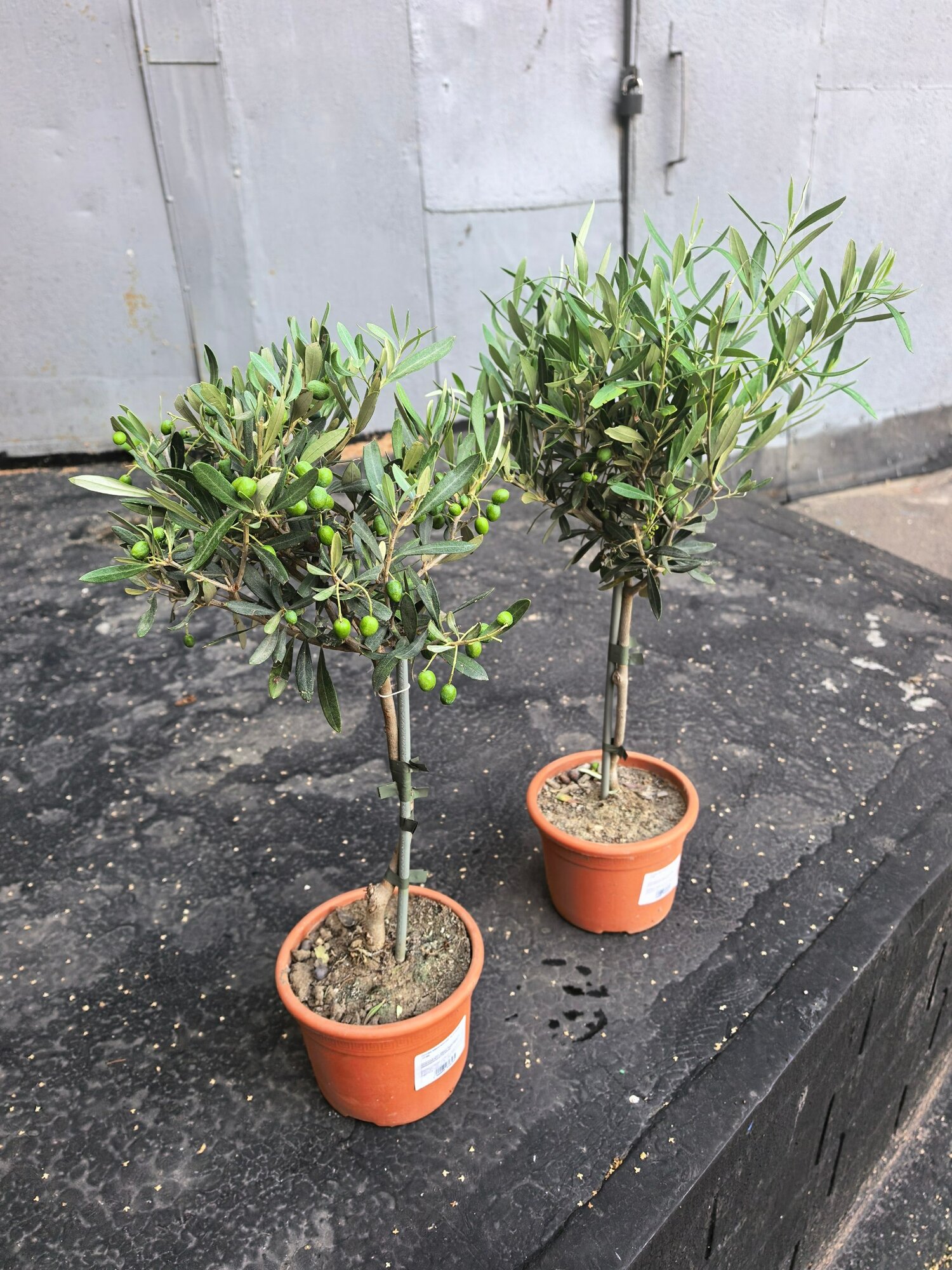 Комнатное растение "Olea European", оливковое дерево , D-17 см, H-50/60 см.