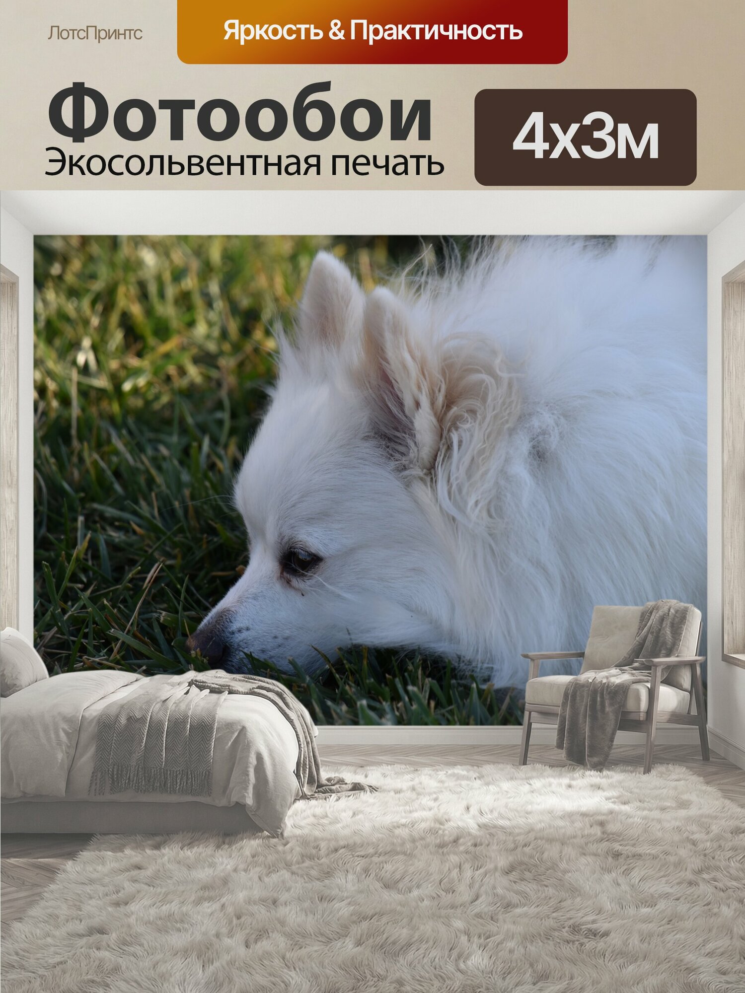 Фотообои "Белый шпиц в золотом свете Белый шпиц в дневном свете шпиц собака уши jan20 белый длинные волосы свет золотой домашнее животное животное" 400x300 см. экосольвентная печать