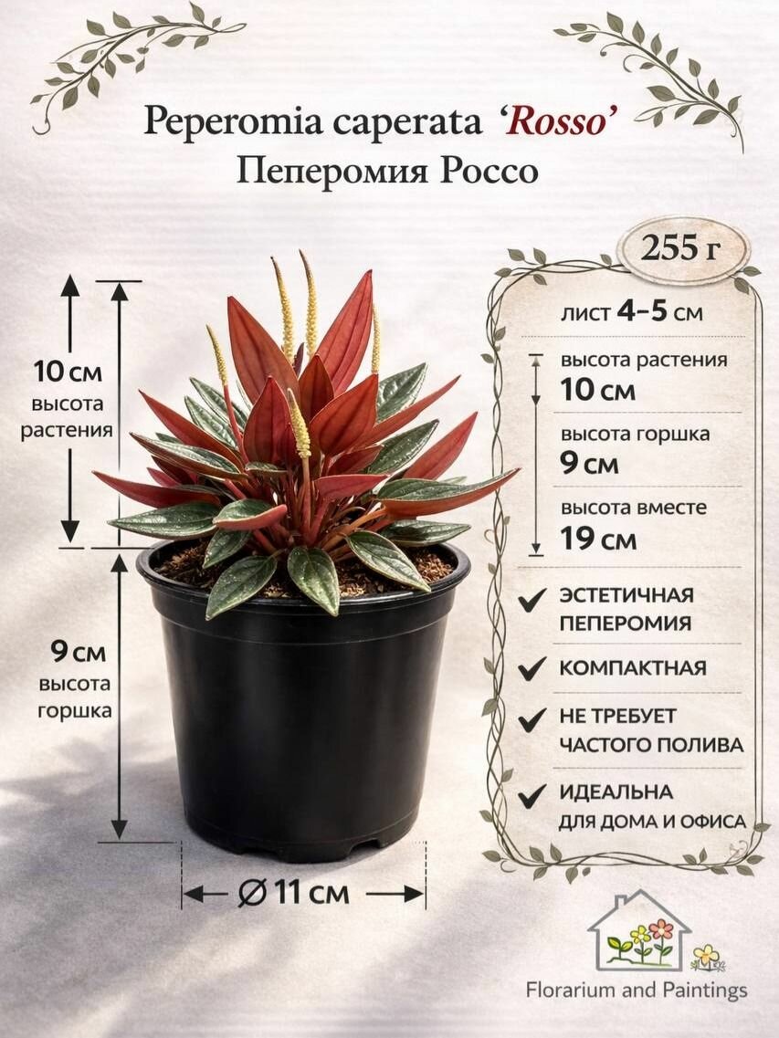 Комнатное растение Пеперомию Россо (Peperomia caperata 'Rosso')