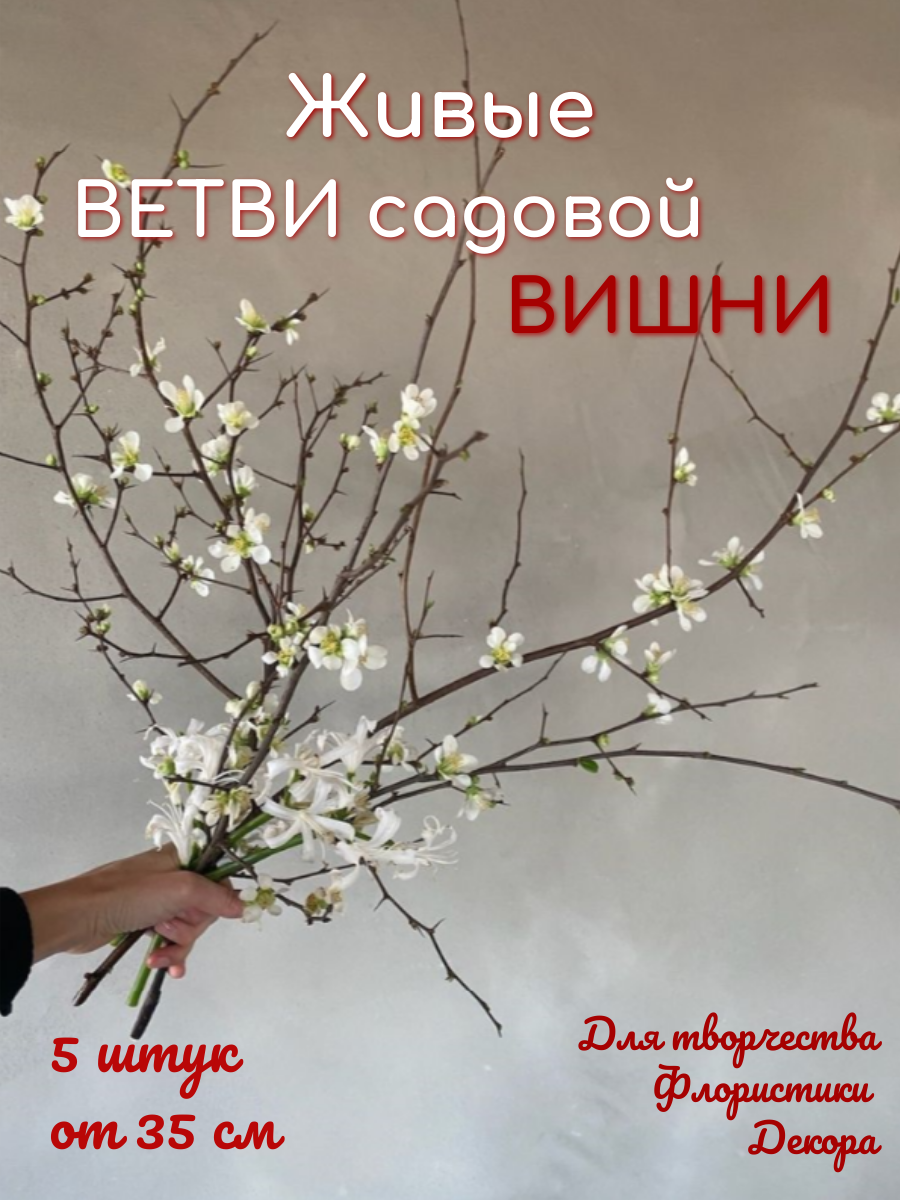Живые ветки садовой вишни. Для флористики и весеннего декора