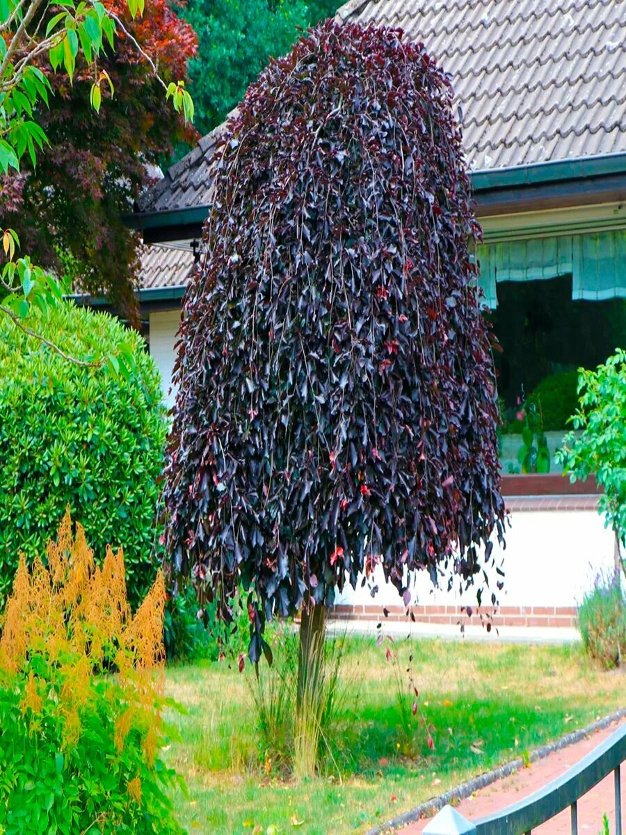 Береза повислая Purpurea