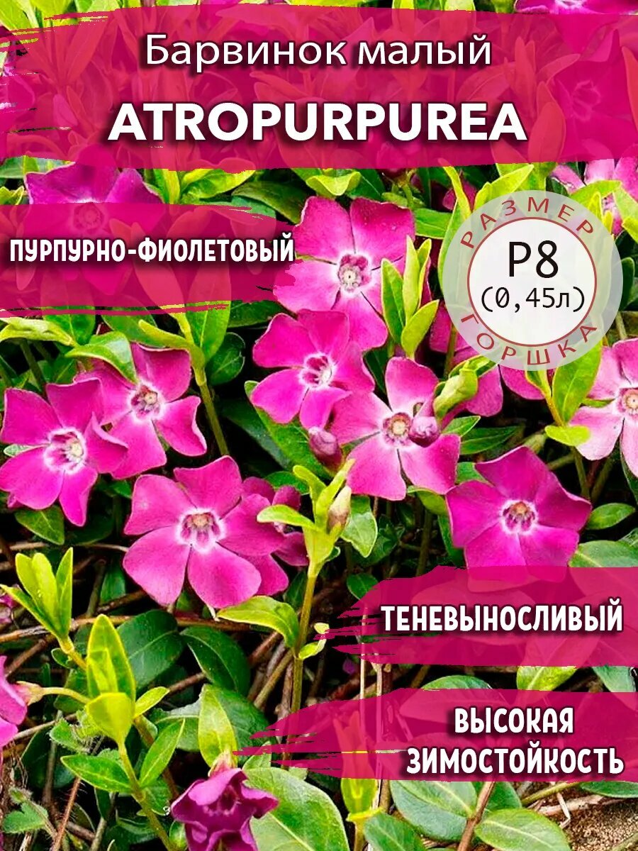 Барвинок Садовые Растения "Atropurpurea", многолетник, высота 60 см, фиолетовый