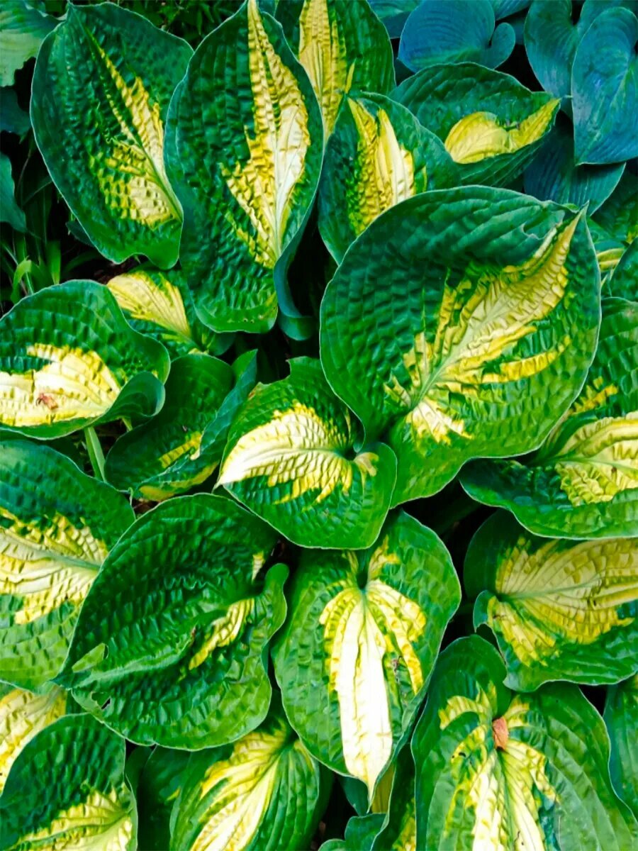 Хоста Alligator Alley