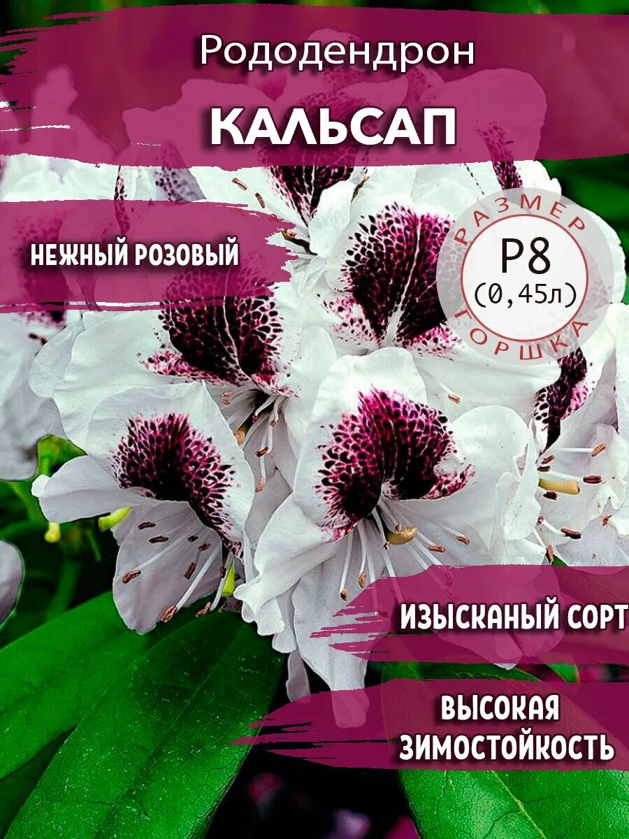 Рододендрон Кальсап