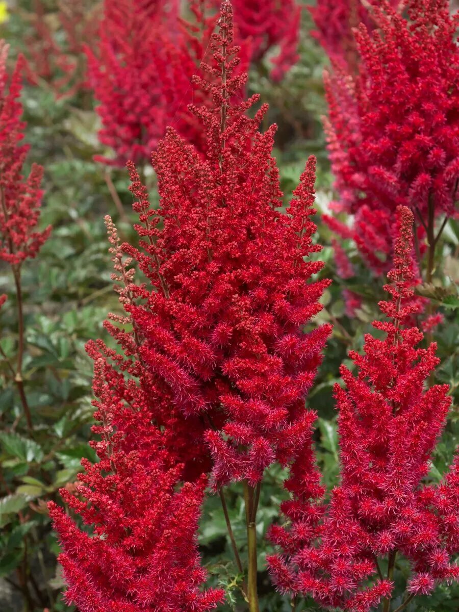 Астильба Китайская Red Skyscraper