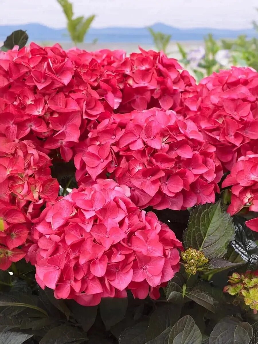 Гортензия Садовые Растения "Macrophylla Red", многолетняя, высота до 2 м — фото 1