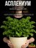 Асплениум Лесли (Asplenium Antiquum Leslie) D6см, живой цветок
