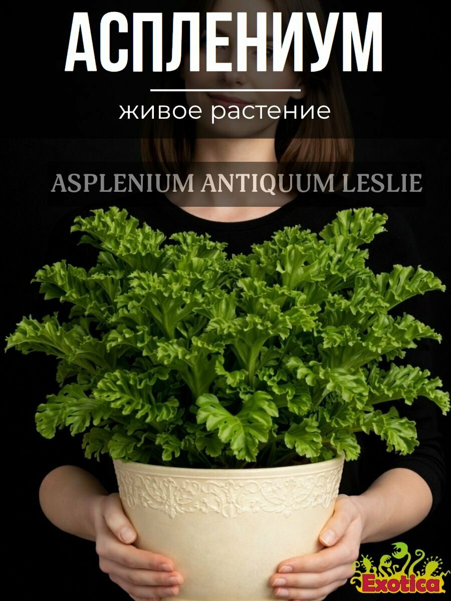 Асплениум Лесли (Asplenium Antiquum Leslie) D6см, живой цветок