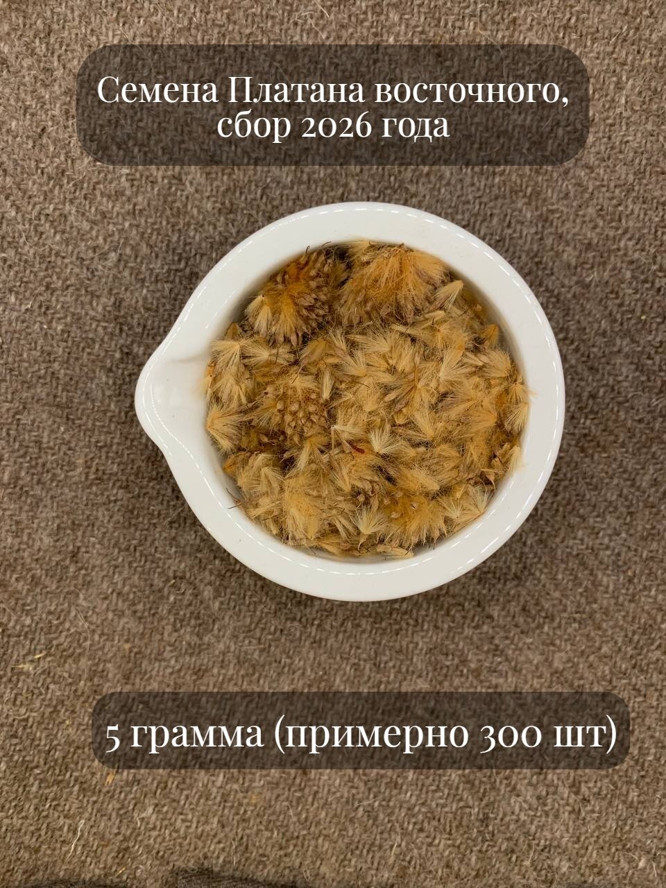 Семена Платана восточного, 5 грамм (примерно 300 шт)