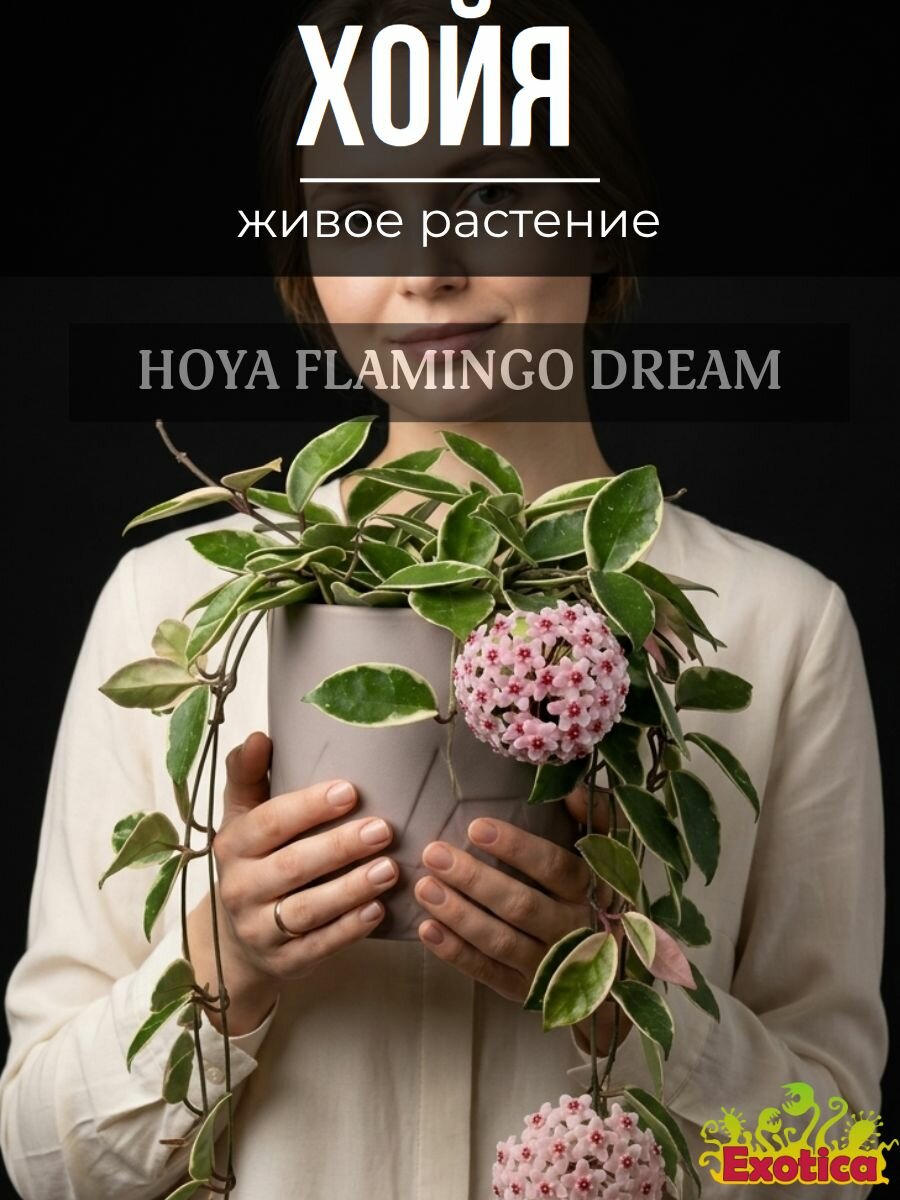 Хойя Фламинго Дрим (Hoya Flamingo Dream) D6см, комнатный цветок