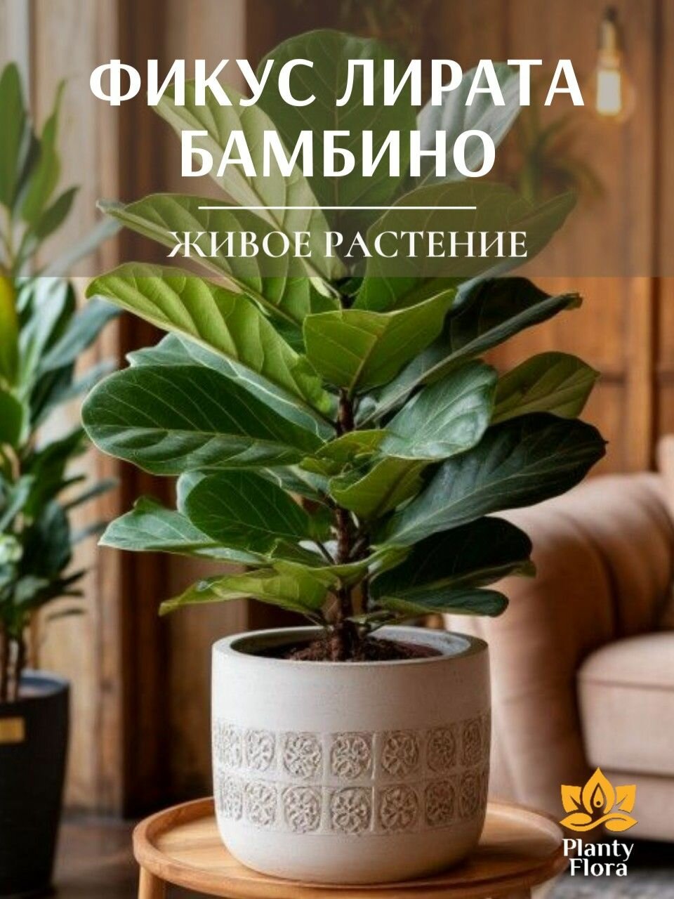 Фикус Лирата Бамбино в горшке D9см, живое растение