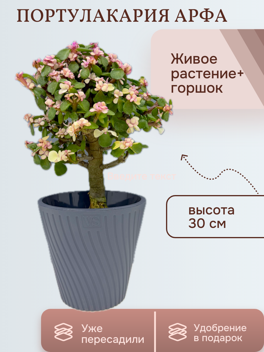 Портулакария Арфа Бонсай редкий суккулент в сером горшке, высота 30см