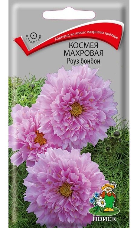 Семена космеи поиск Роуз бонбон, махровая, однолетняя, 0.1 г
