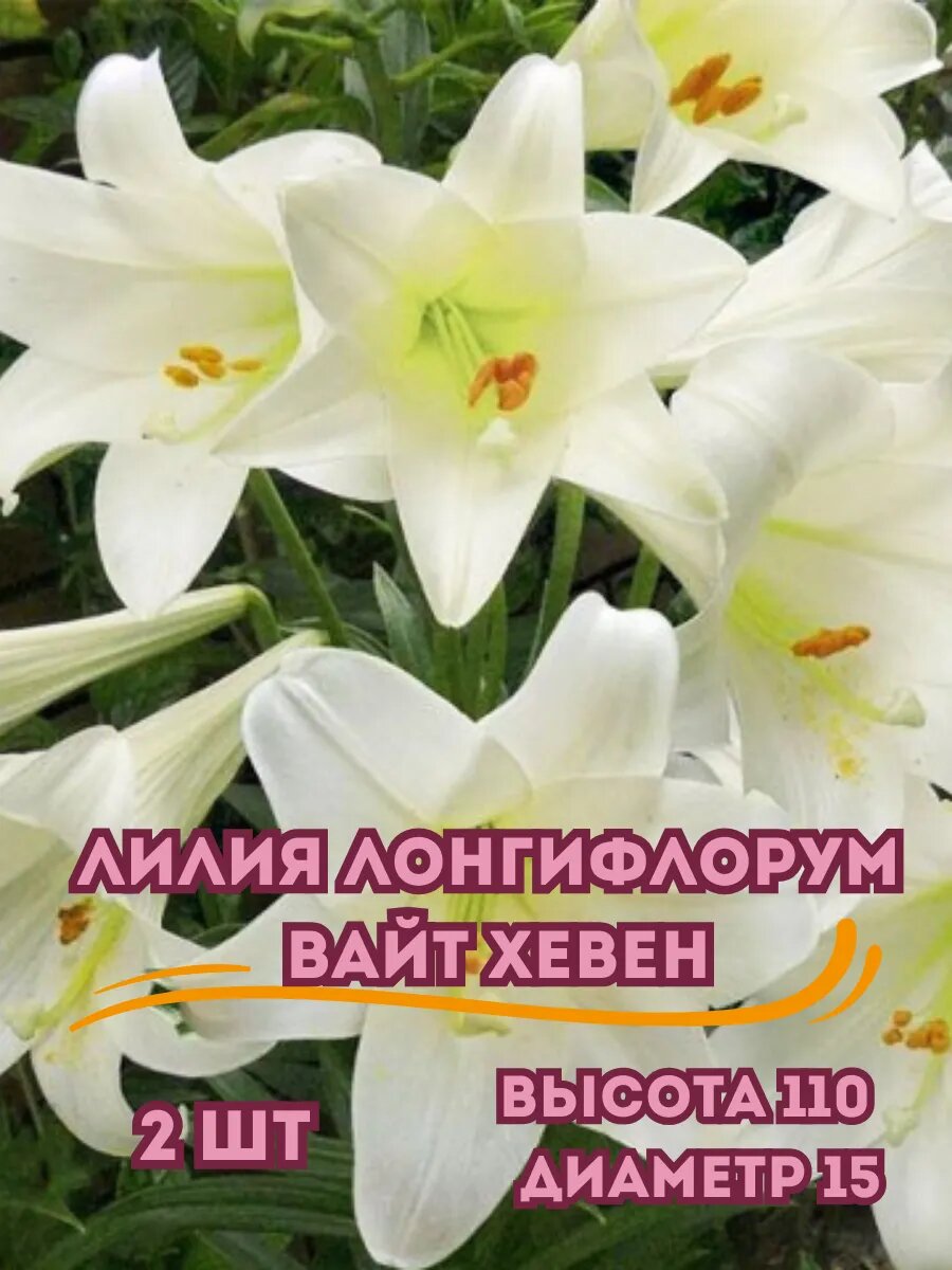 Луковицы лилии махровая тигровая трубчатая